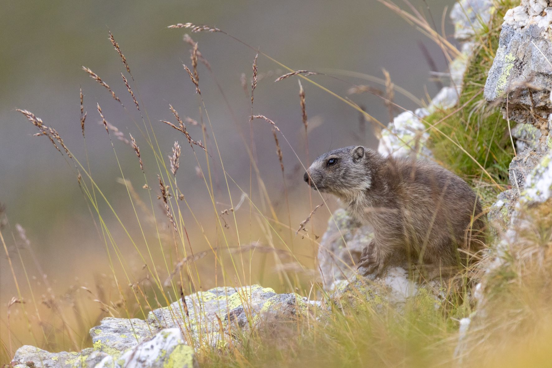 Photographier les animaux sauvages dans leur environnement ...